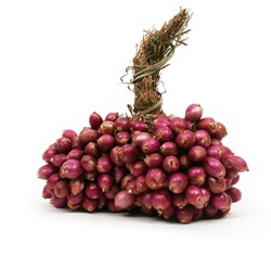 Aardappelen, uien & knolsoorten SAFE BV